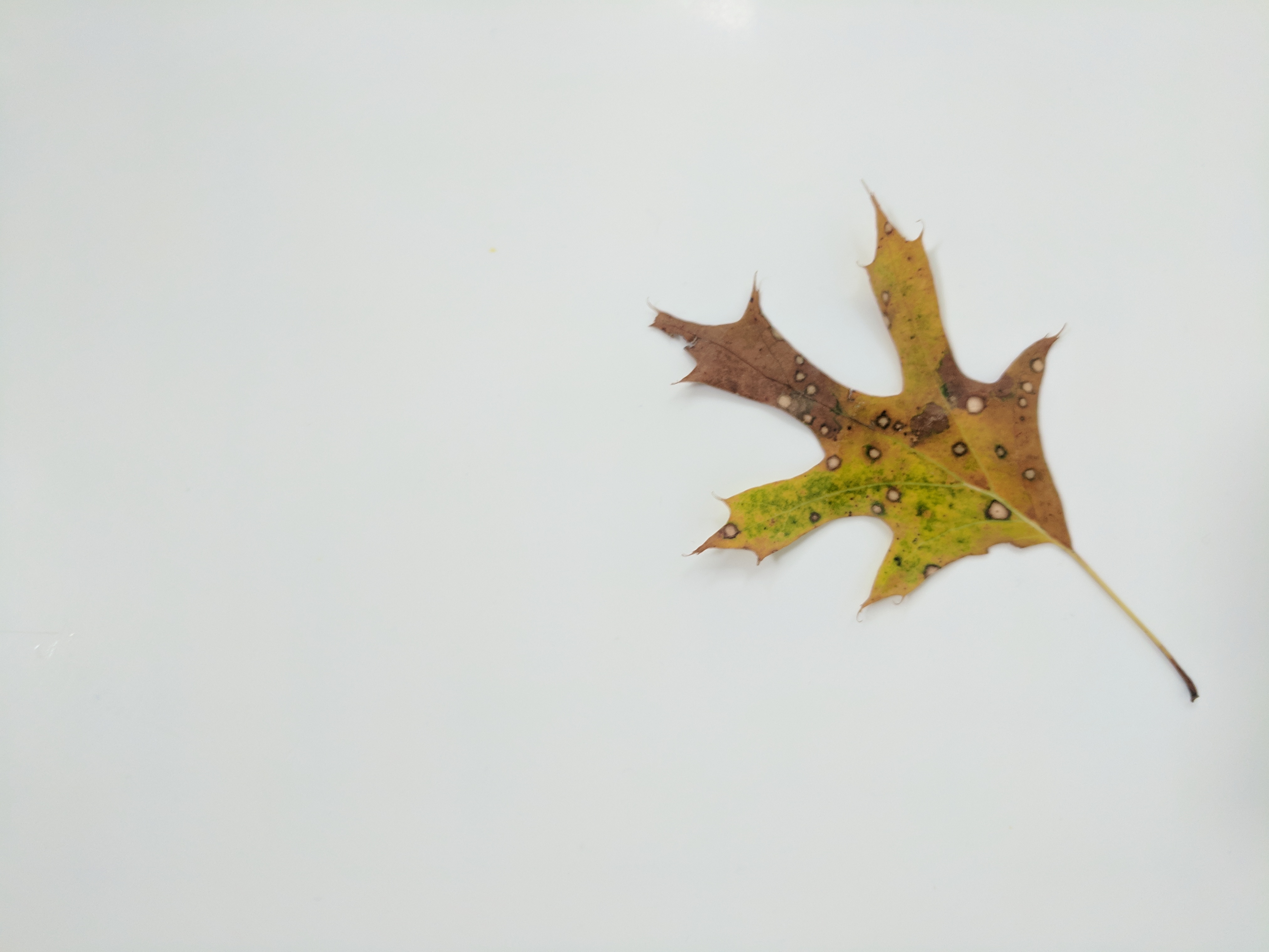 Free Fall Leaf Photos – Christine V Hides